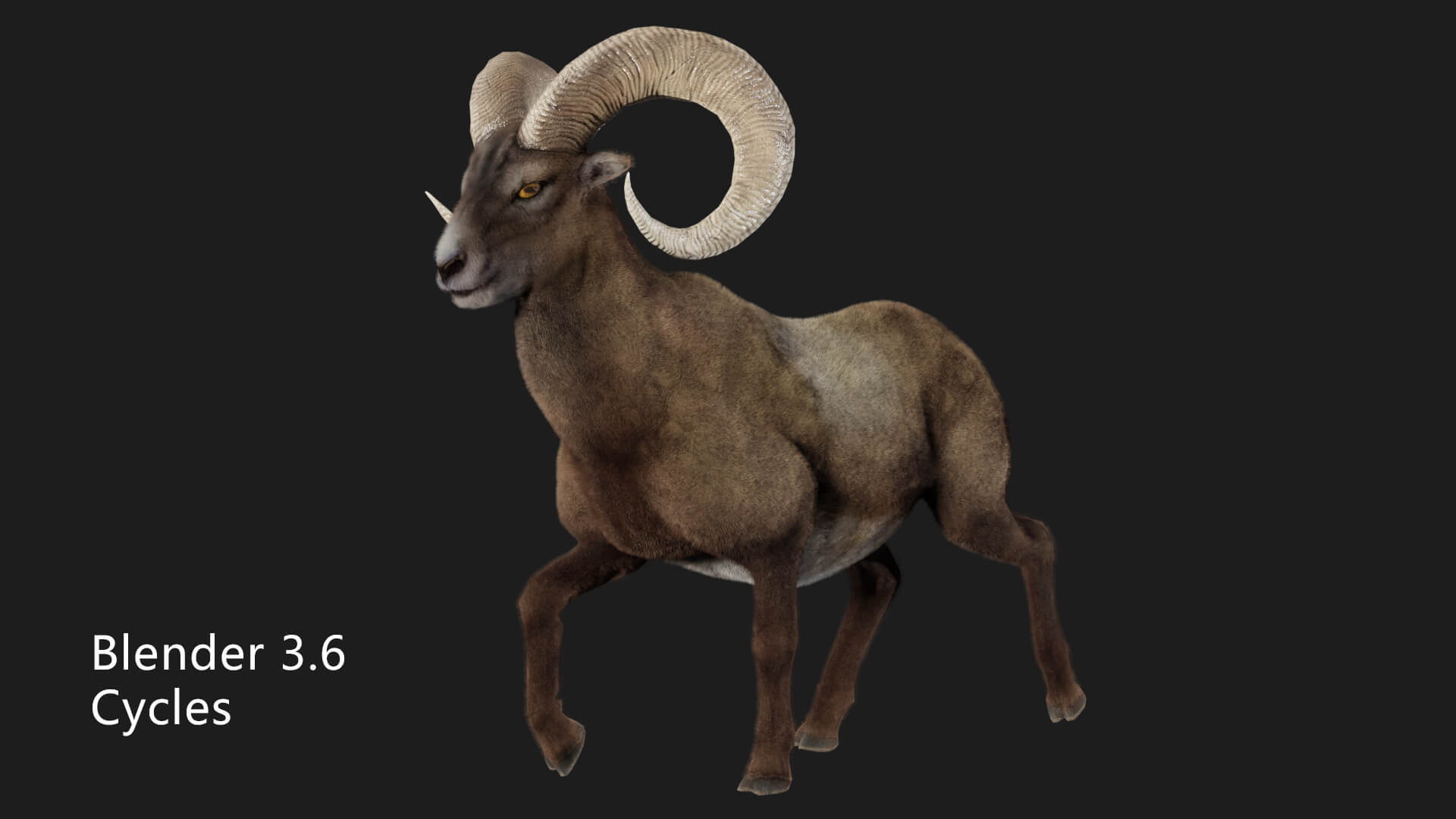 Rigged Goat Ram Sheep - 3D Model by cg-shop-boy