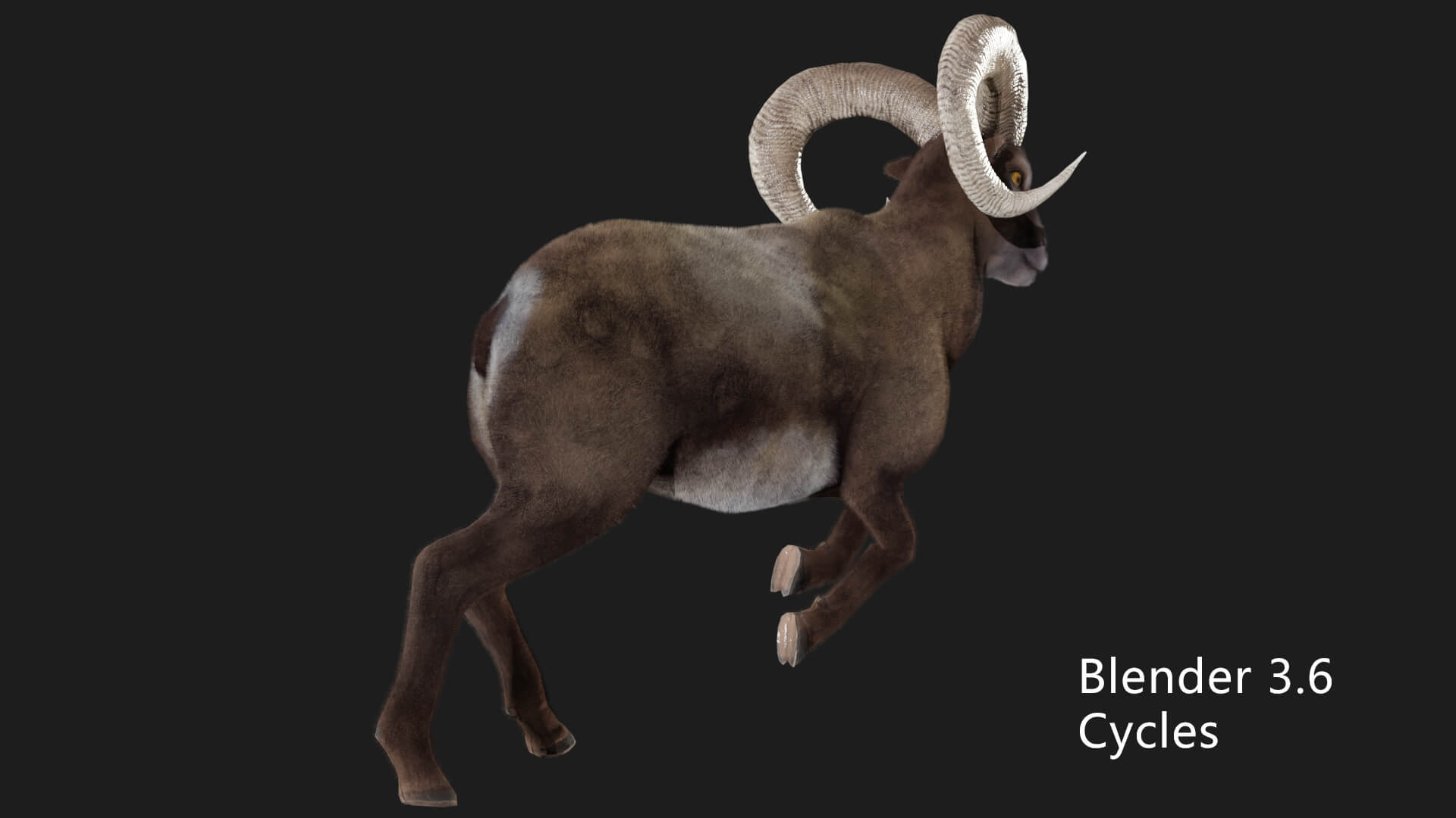 Rigged Goat Ram Sheep - 3D Model by cg-shop-boy