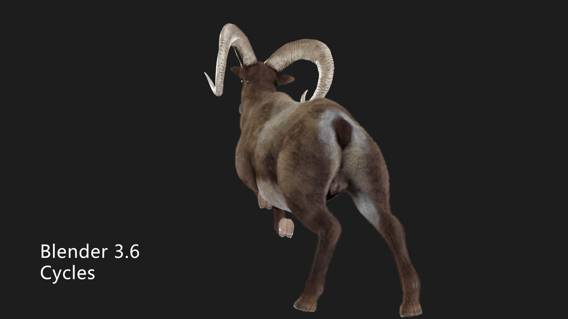 Rigged Goat Ram Sheep - 3D Model by cg-shop-boy