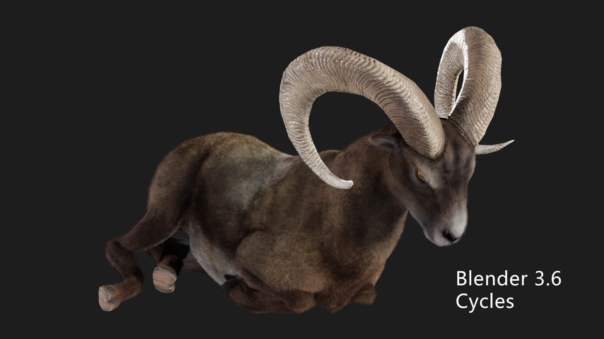 Rigged Goat Ram Sheep - 3D Model by cg-shop-boy