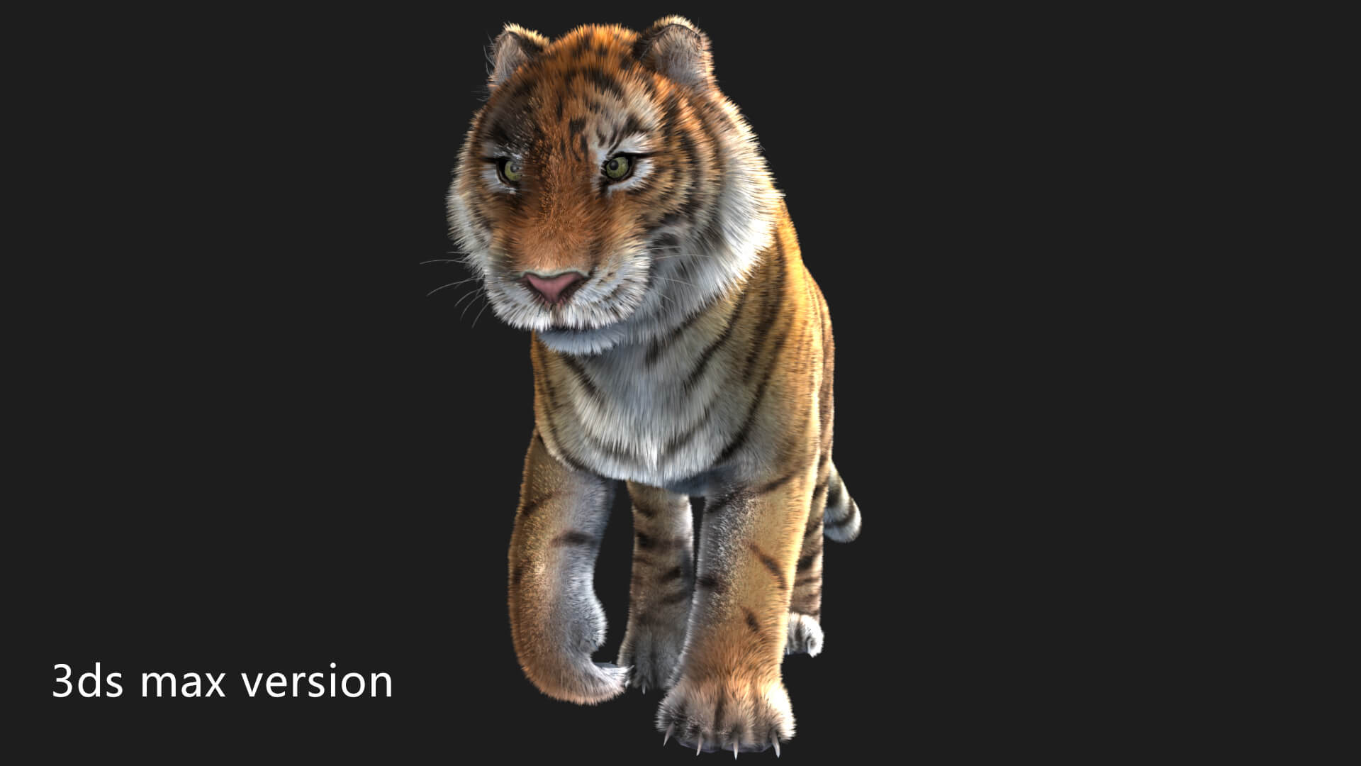 Rigged Tiger Wild Cat Beast - 3D Model by cg-shop-boy