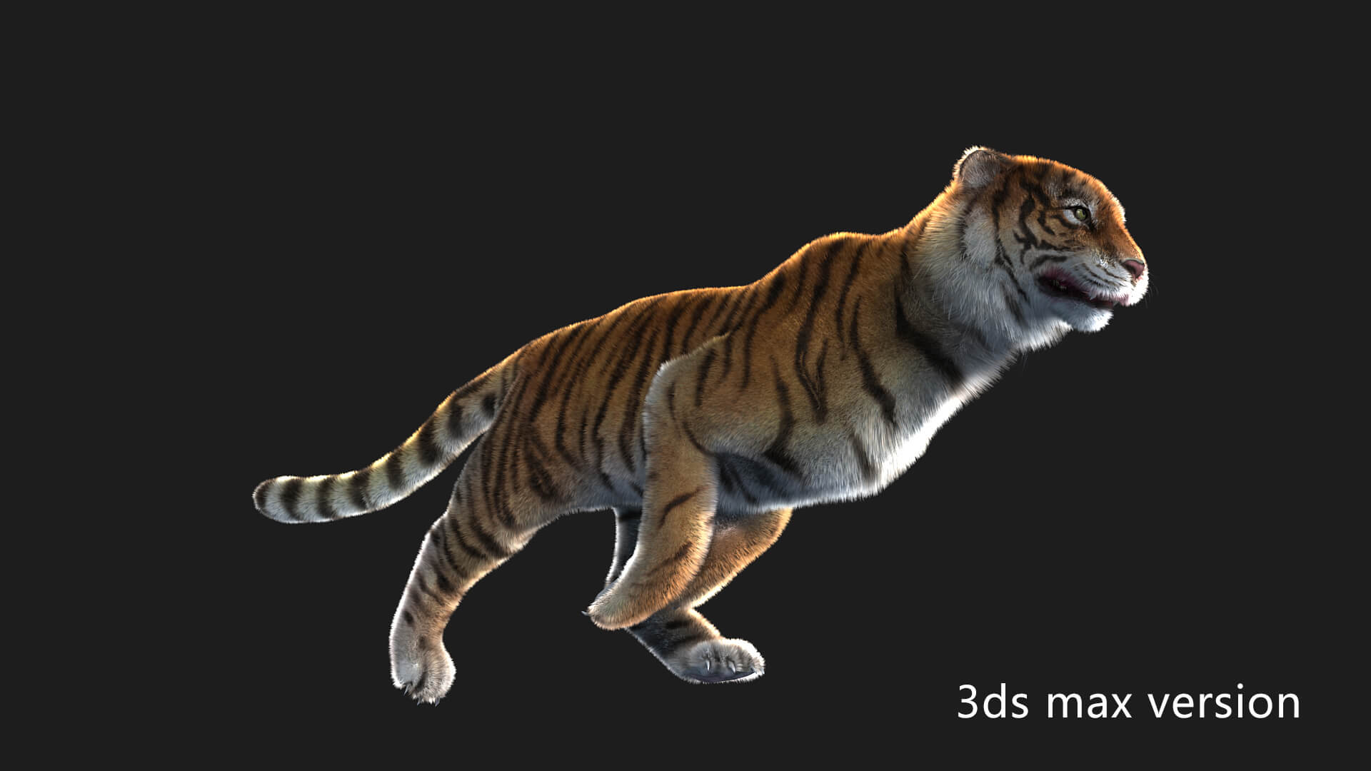 Rigged Tiger Wild Cat Beast - 3D Model by cg-shop-boy