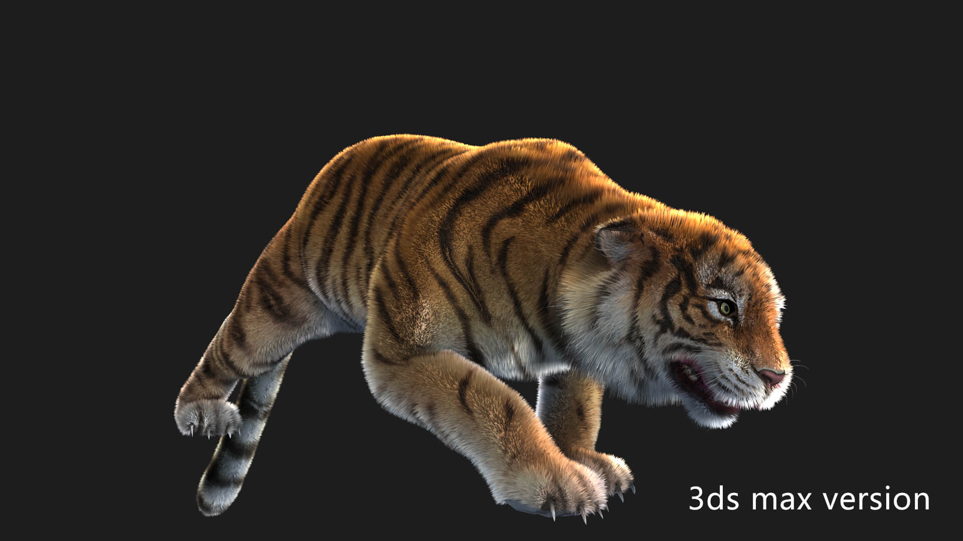 Rigged Tiger Wild Cat Beast - 3D Model by cg-shop-boy