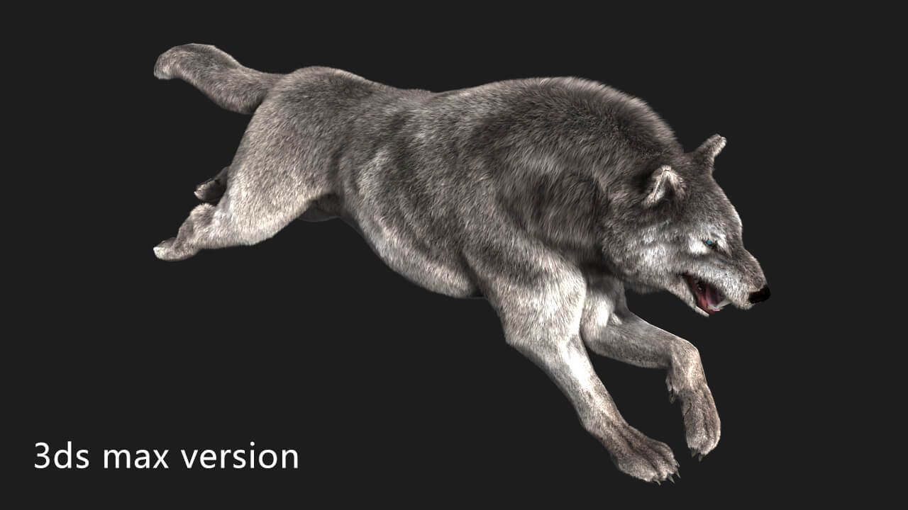Wolf Wild Dog Husky Beast Howl Hair - 3D Model by cg-shop-boy