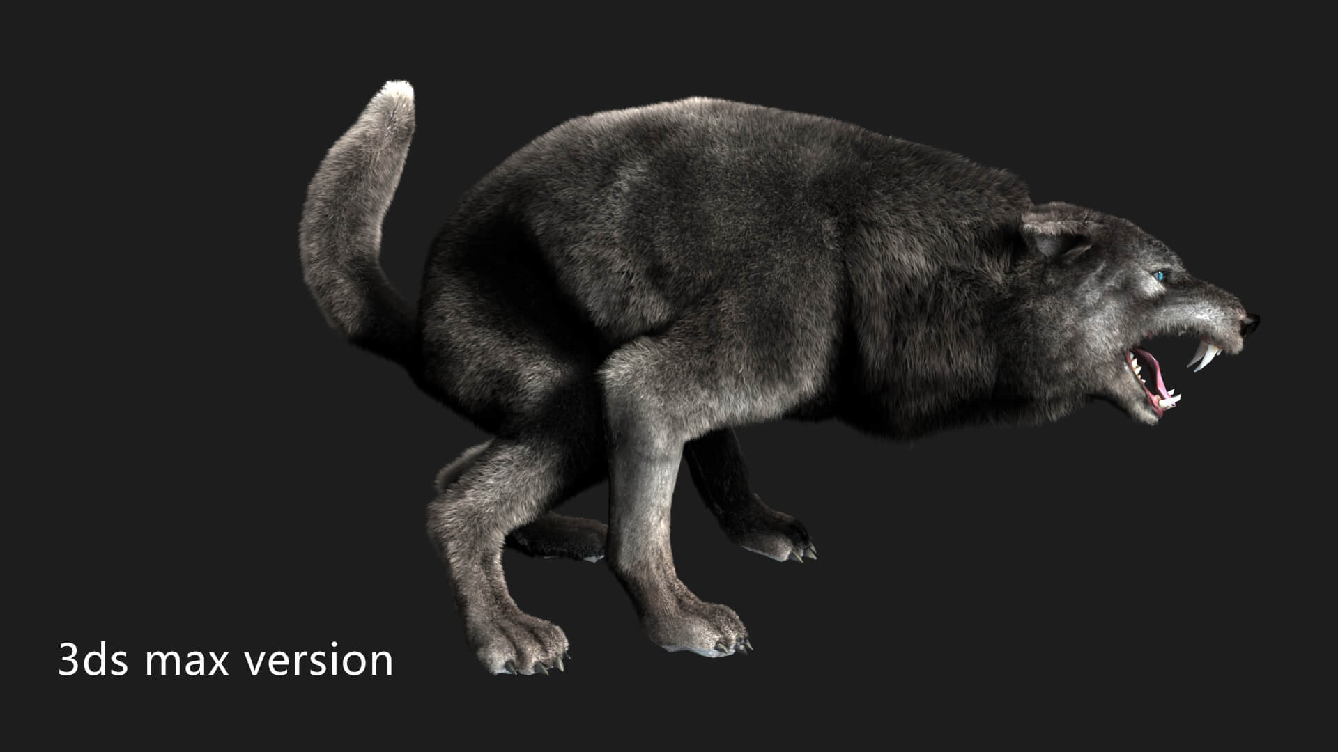 Wolf Wild Dog Husky Beast Howl Hair - 3D Model by cg-shop-boy