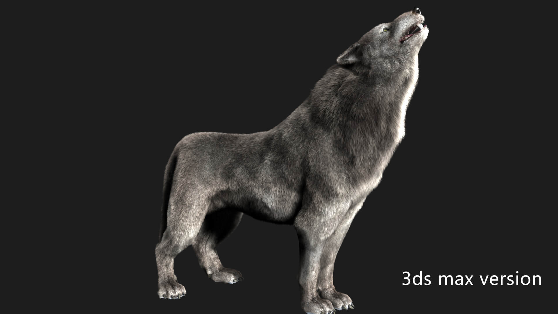 Wolf Wild Dog Husky Beast Howl Hair - 3D Model by cg-shop-boy