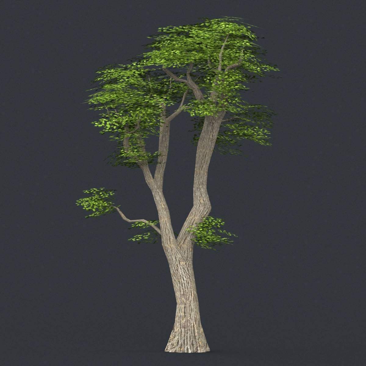 10 Tree Collection - 3D Model by cganimalworld
