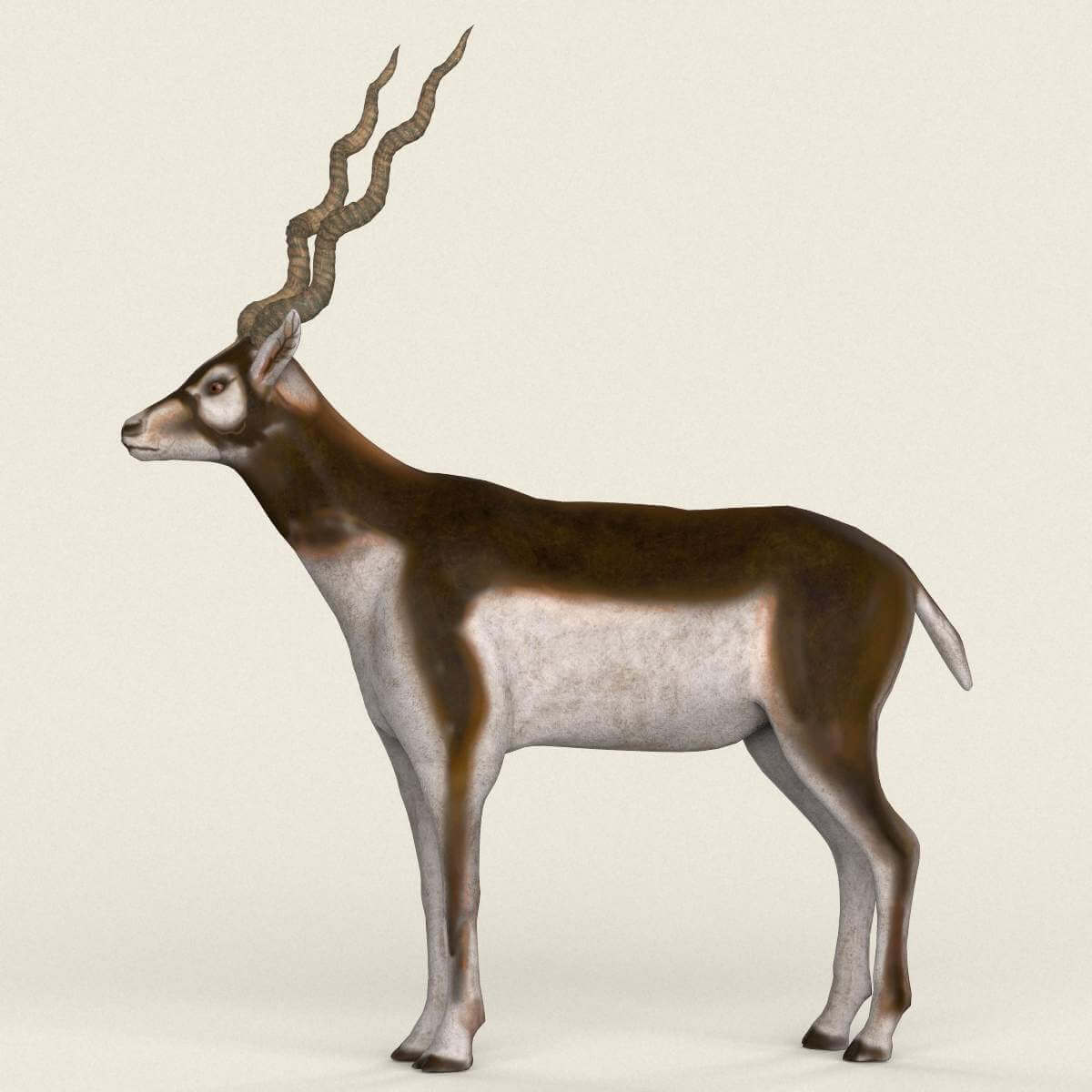 Antelope - 3D Model by cganimalworld