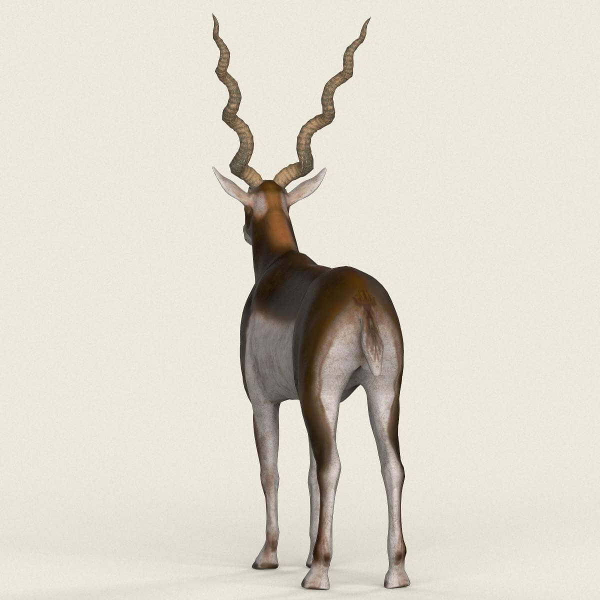 Antelope - 3D Model by cganimalworld