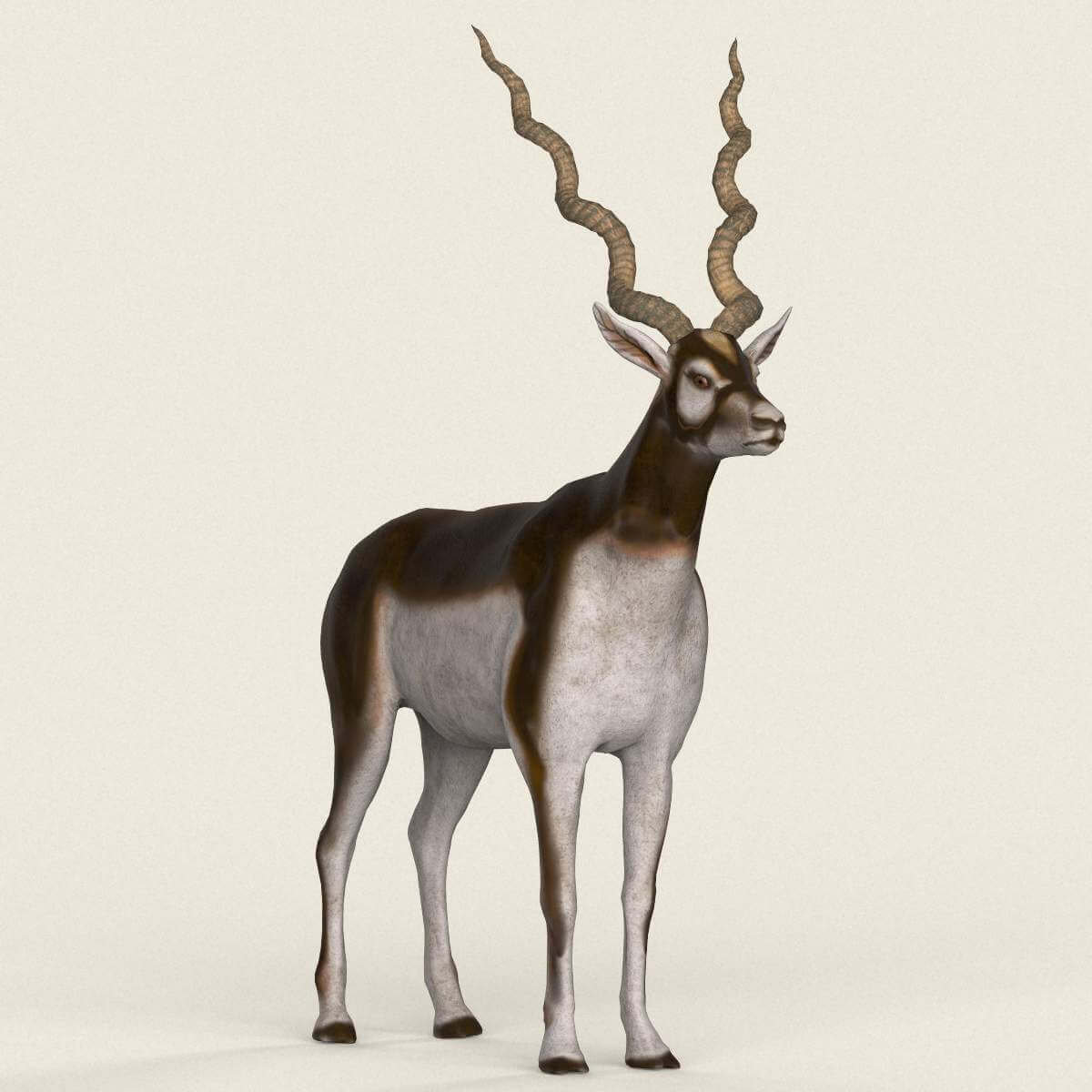 Antelope - 3D Model by cganimalworld