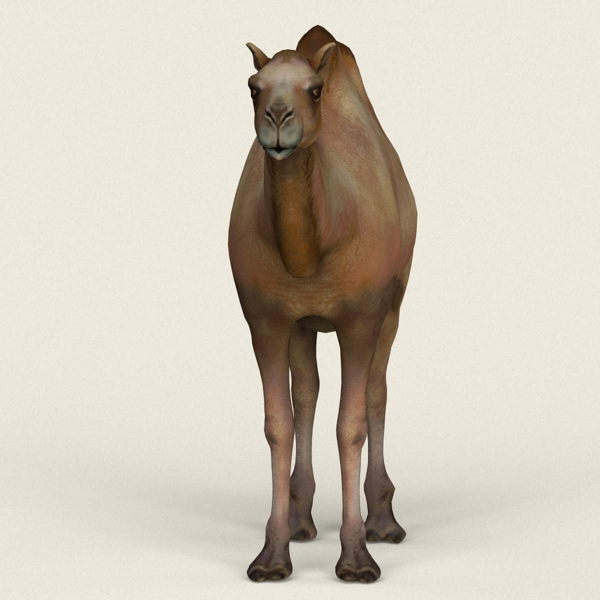 Camel - 3D Model by cganimalworld