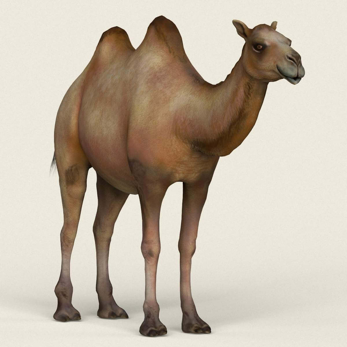 Camel - 3D Model by cganimalworld