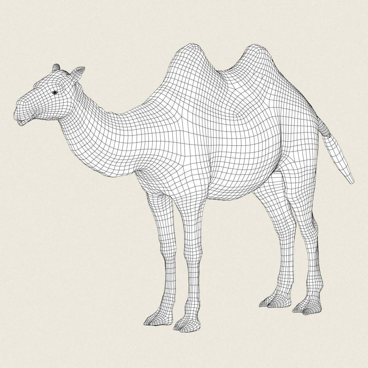Camel - 3D Model by cganimalworld