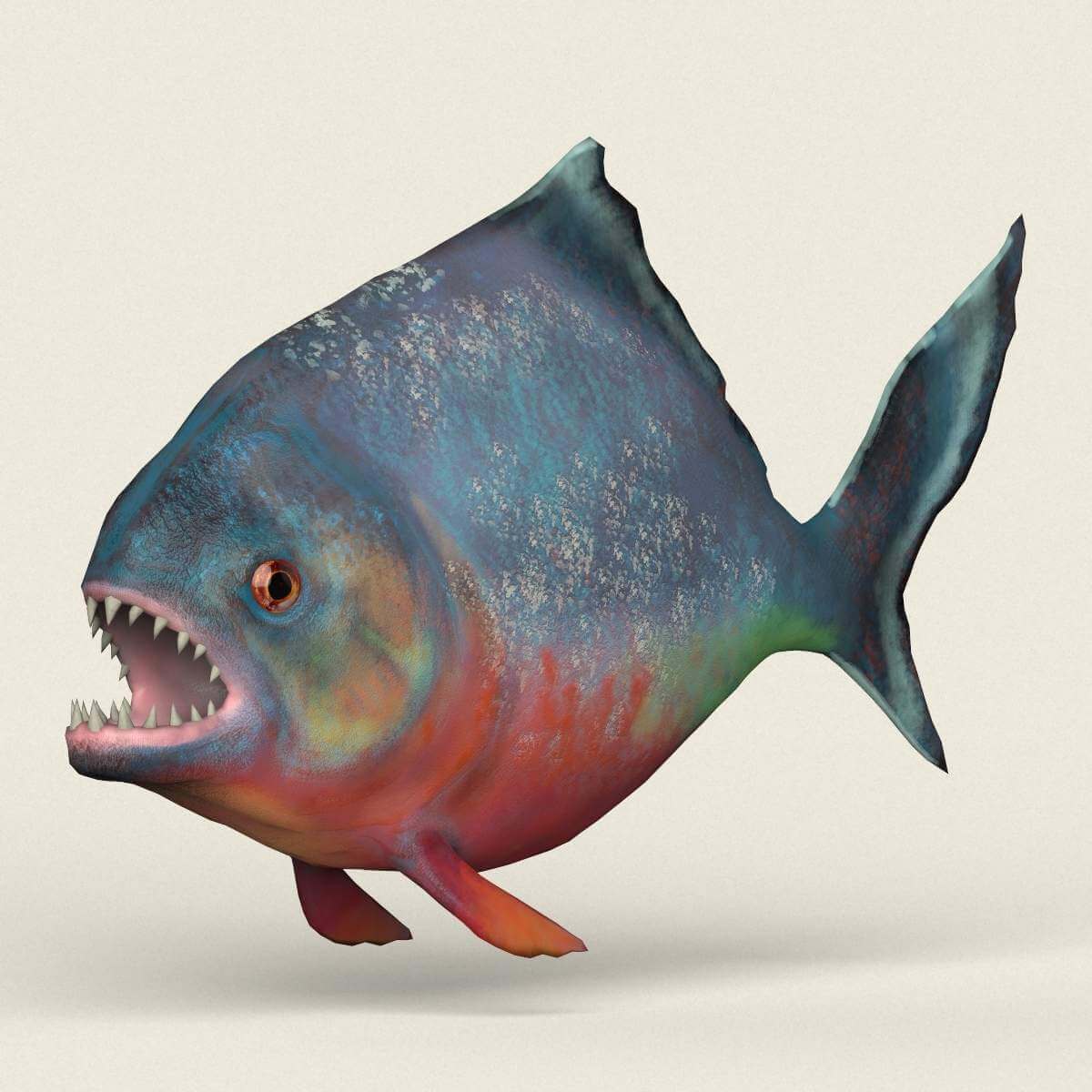 Piranha - 3D Model by cganimalworld