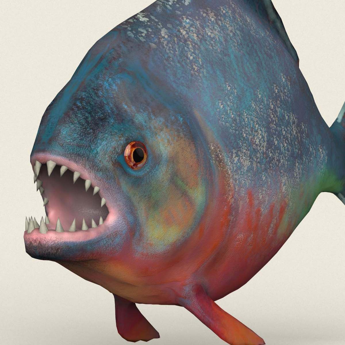 Piranha - 3D Model by cganimalworld