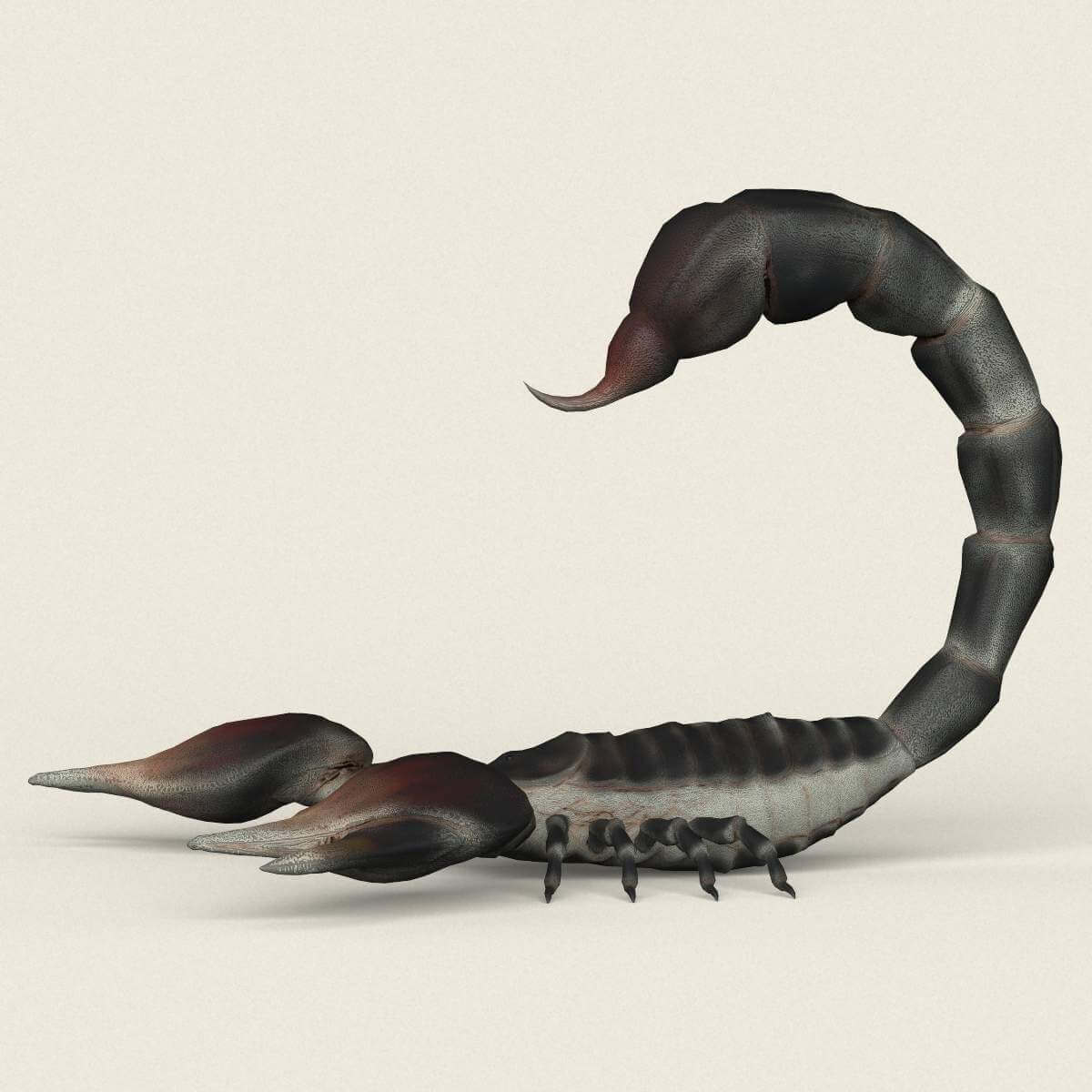 Scorpion - 3D Model by cganimalworld