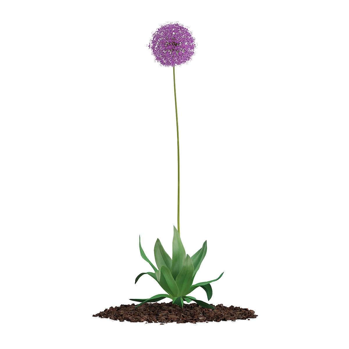 Allium Plant (Allium giganteum) - 3D Model by cgaxis