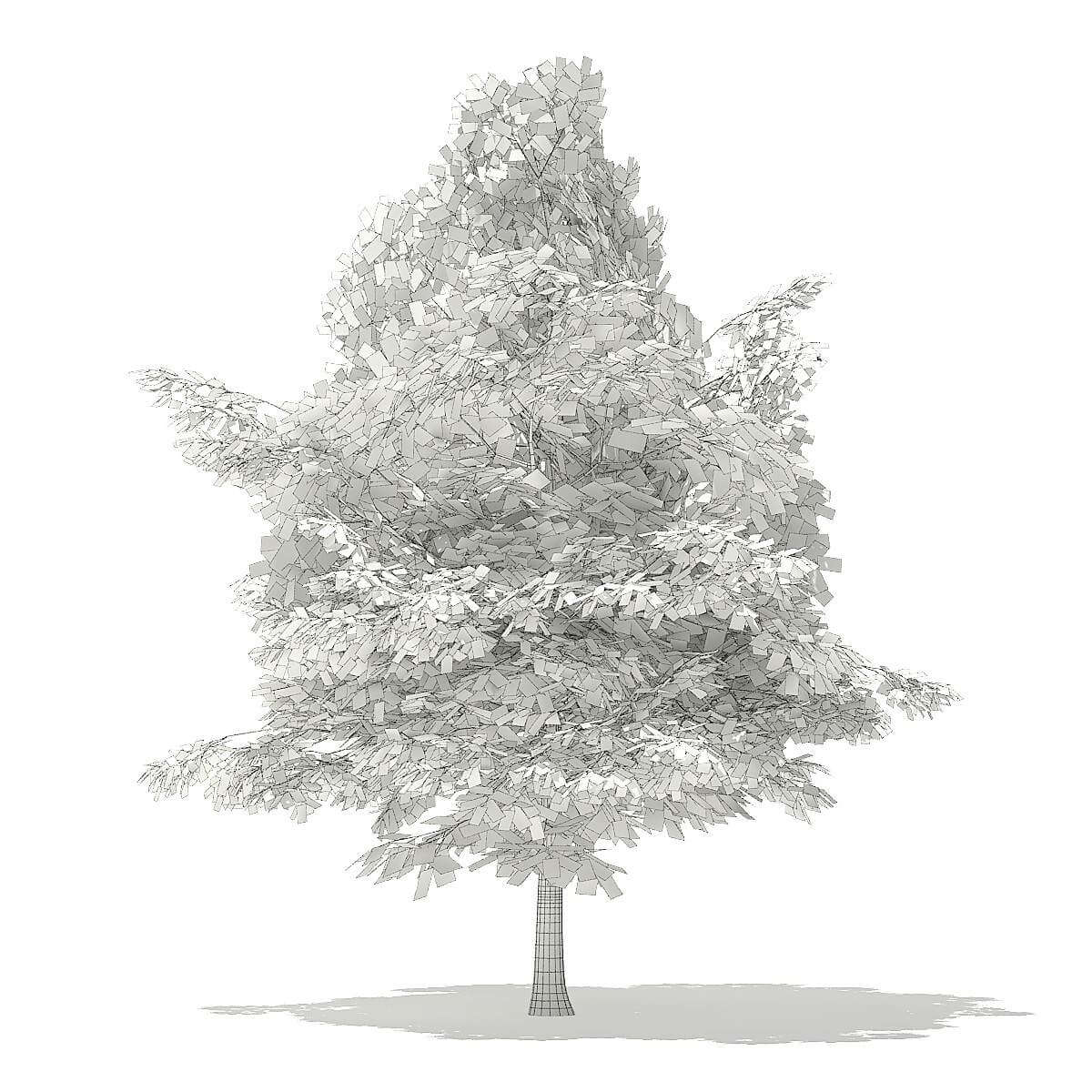 American Beech 3.8m - 3D Model by cgaxis