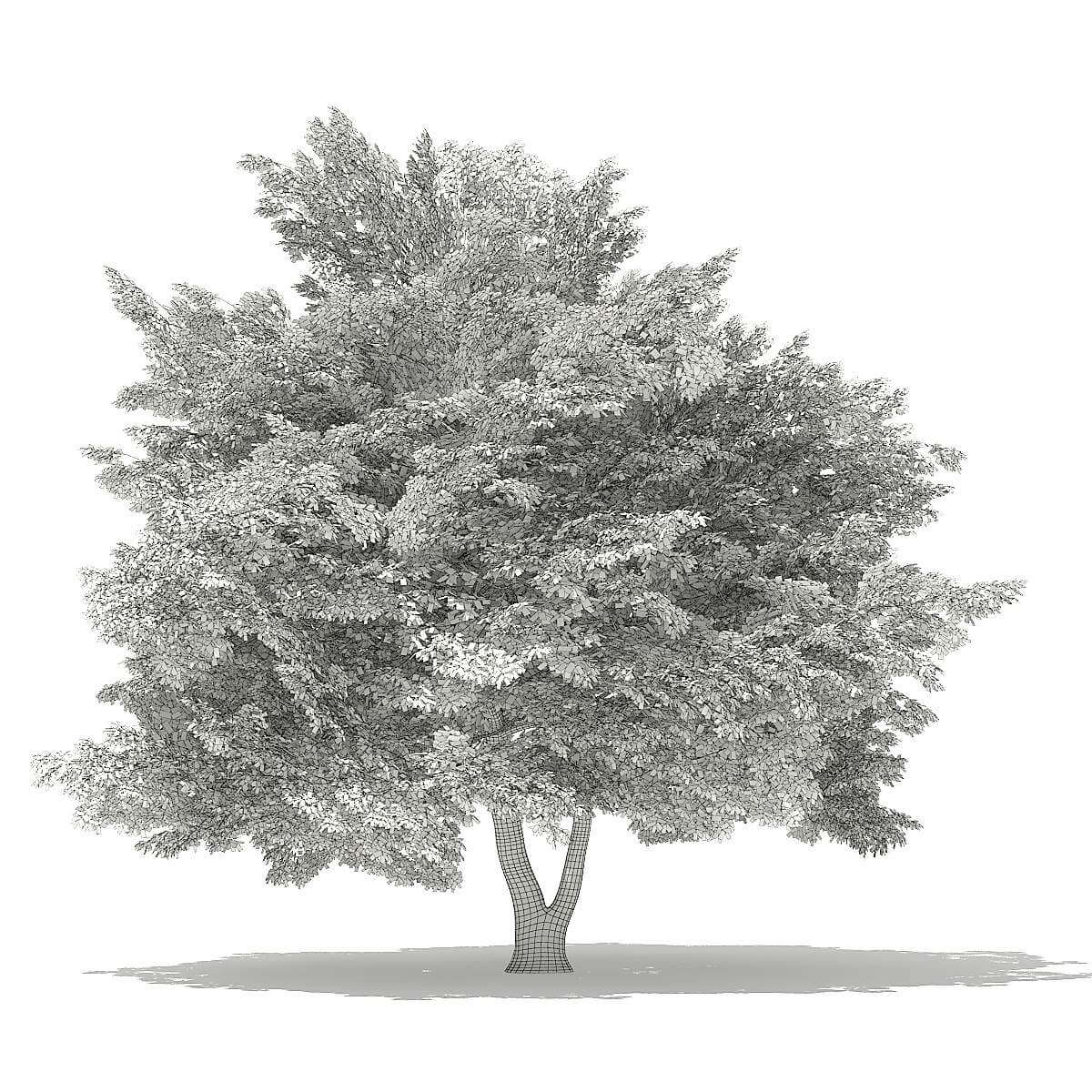 American Beech 8.8m - 3D Model by cgaxis