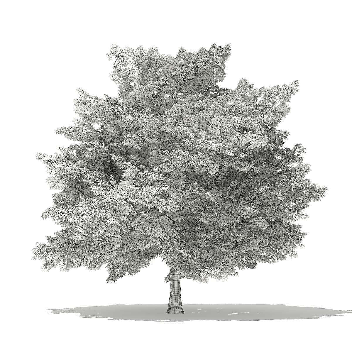 American Beech 8.8m - 3D Model by cgaxis