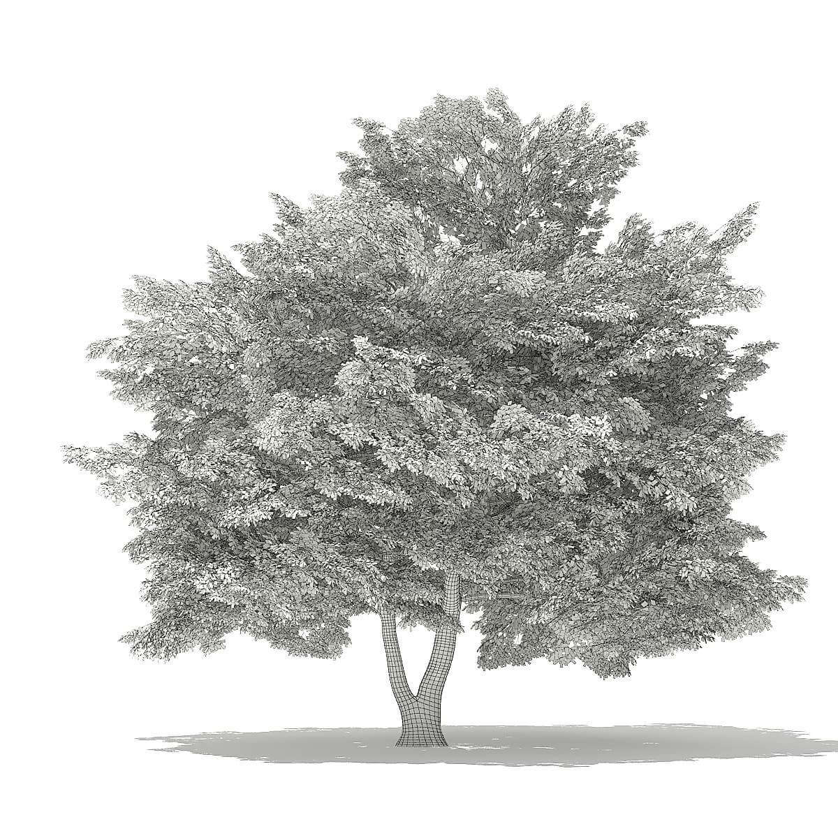 American Beech 8.8m - 3D Model by cgaxis