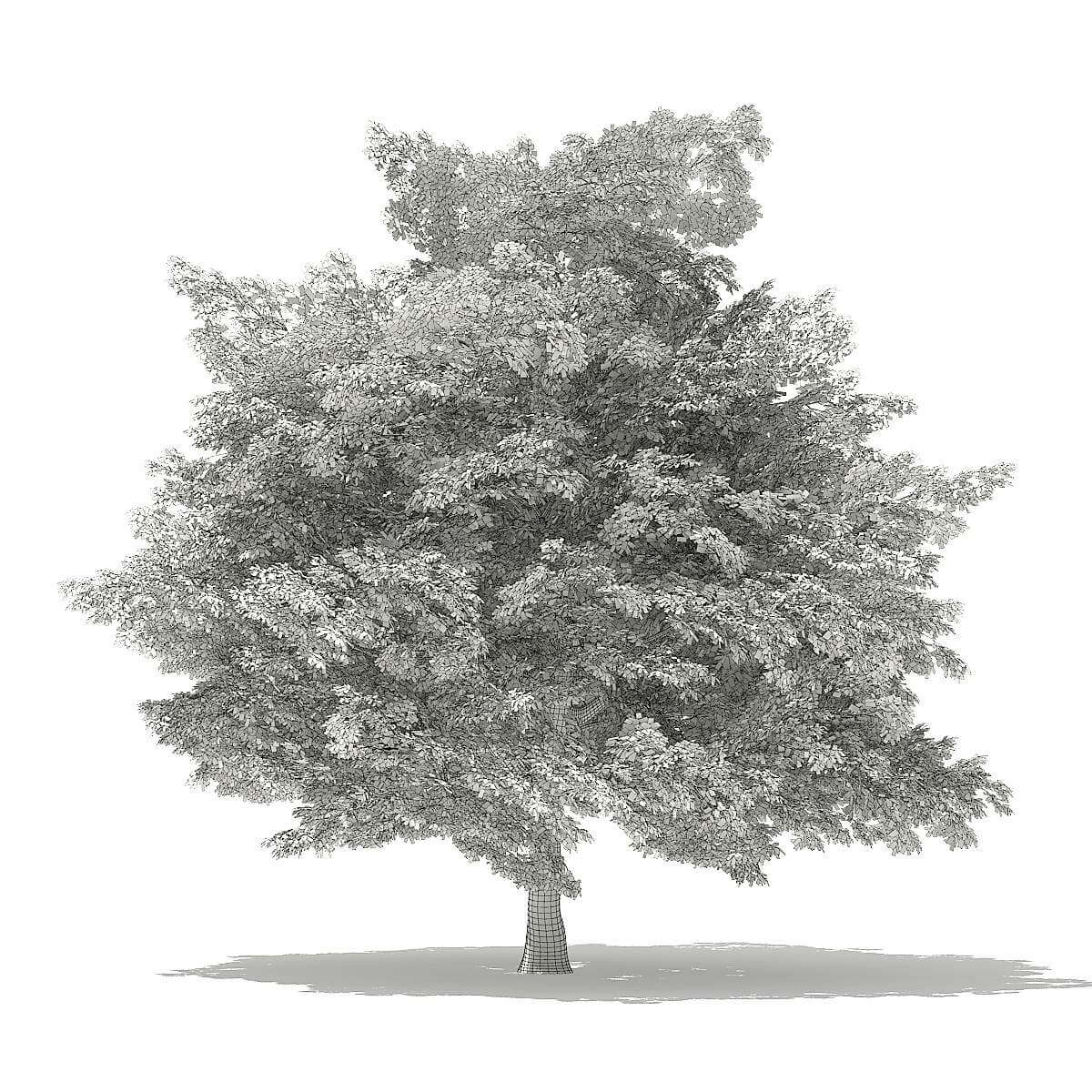 American Beech 8.8m - 3D Model by cgaxis