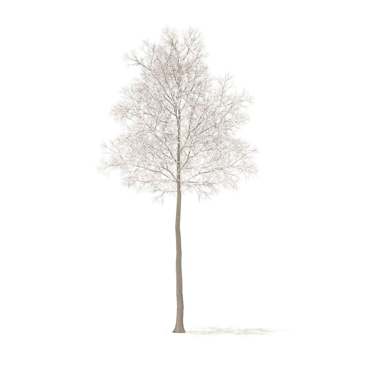 American Elm with Snow 7m - 3D Model by cgaxis