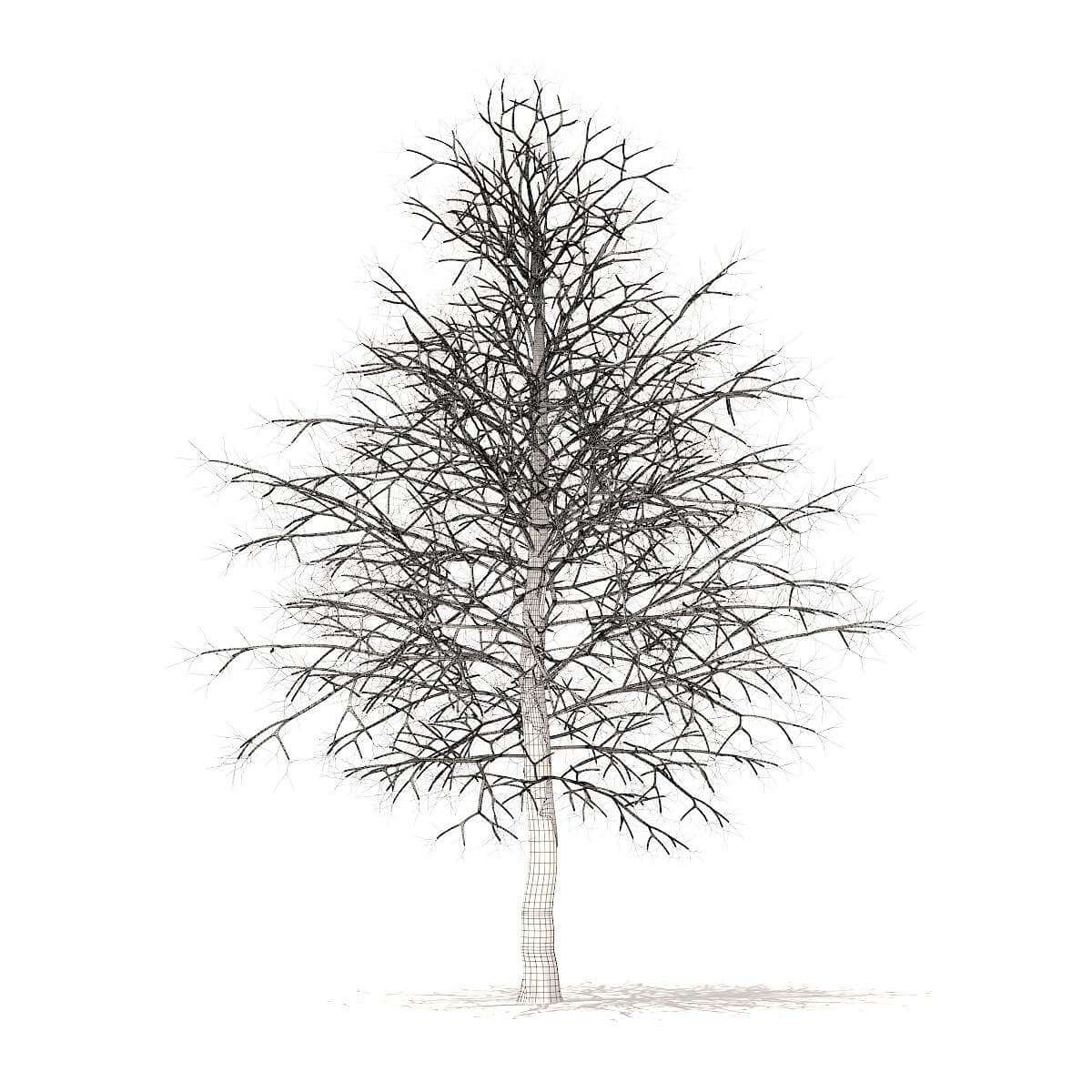 American Sweetgum with Snow 6.3m - 3D Model by cgaxis