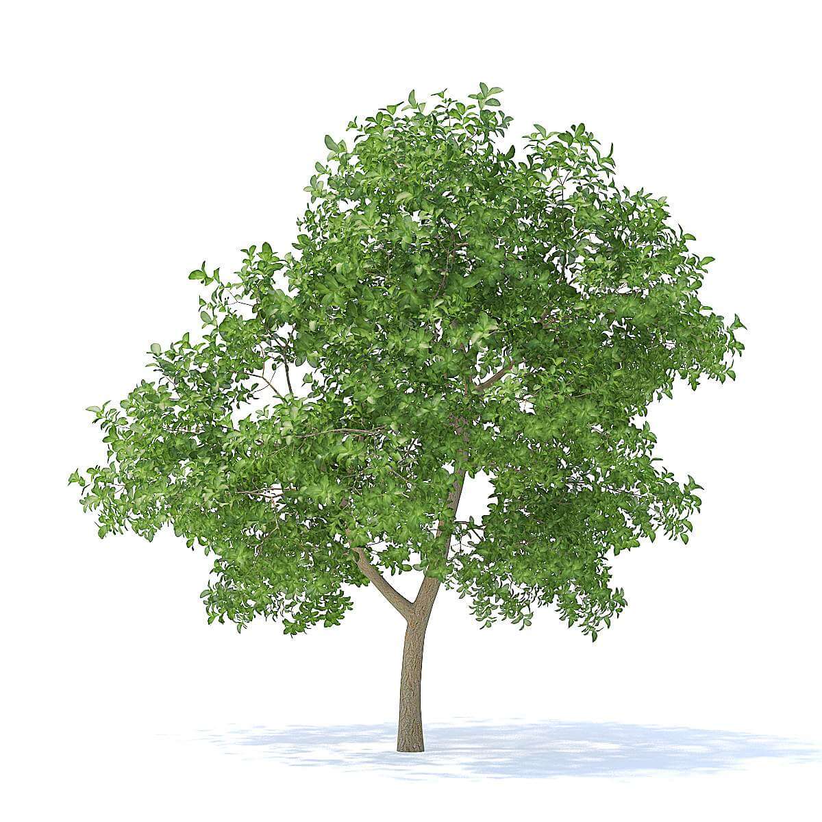 Apple Tree 3.7m - 3D Model by cgaxis