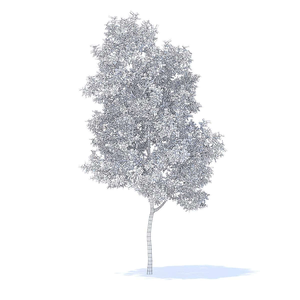 Apple Tree 3.8m - 3D Model by cgaxis