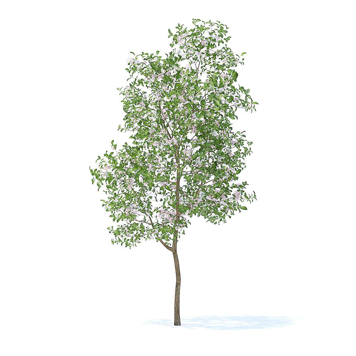 Apple Tree with Flowers 3.8m - 3D Model by cgaxis