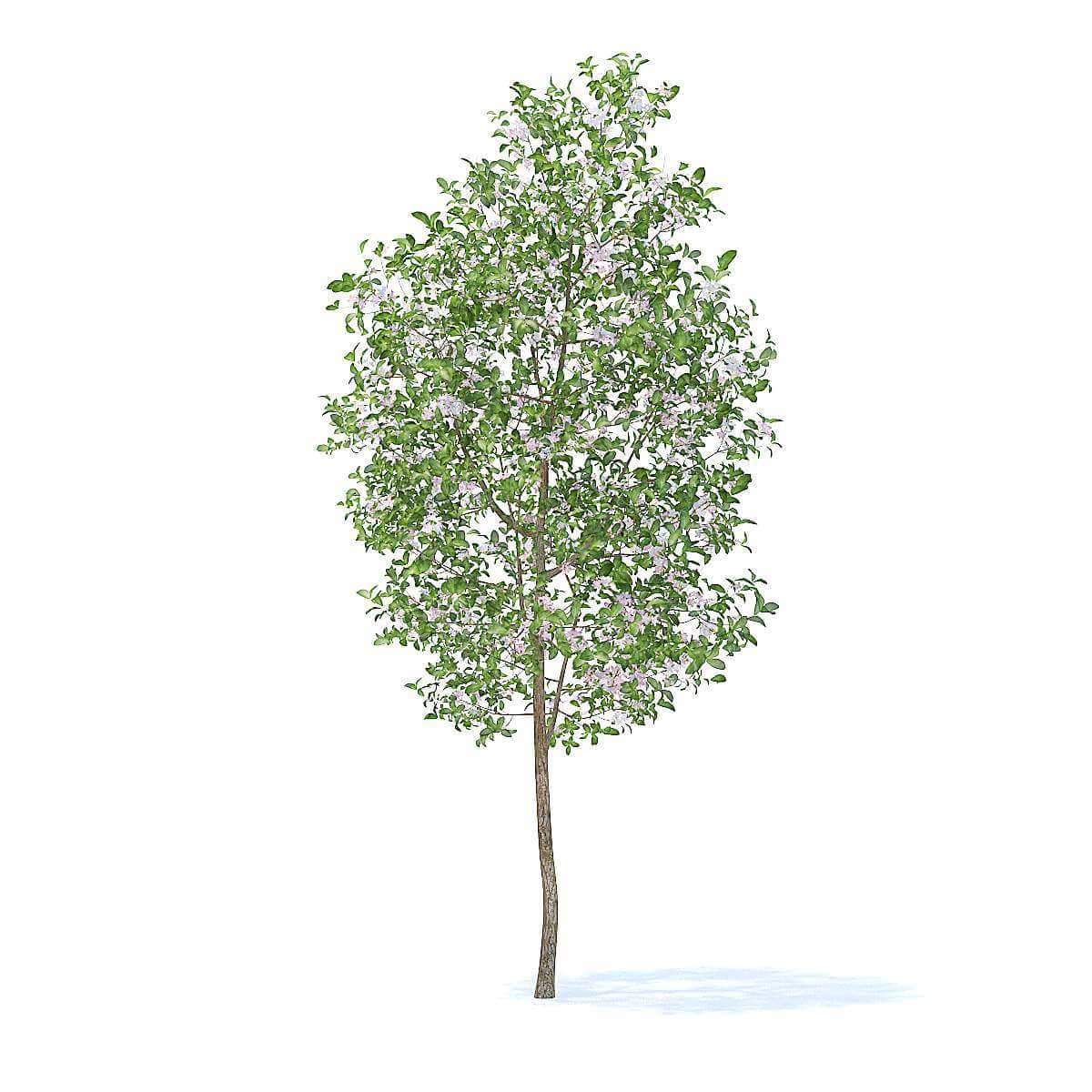 Apple Tree with Flowers 3.8m - 3D Model by cgaxis