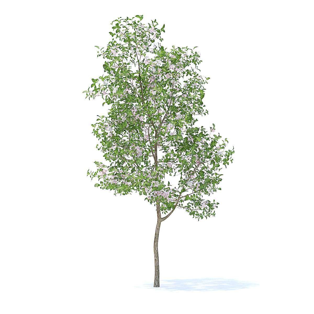 Apple Tree with Flowers 3.8m - 3D Model by cgaxis