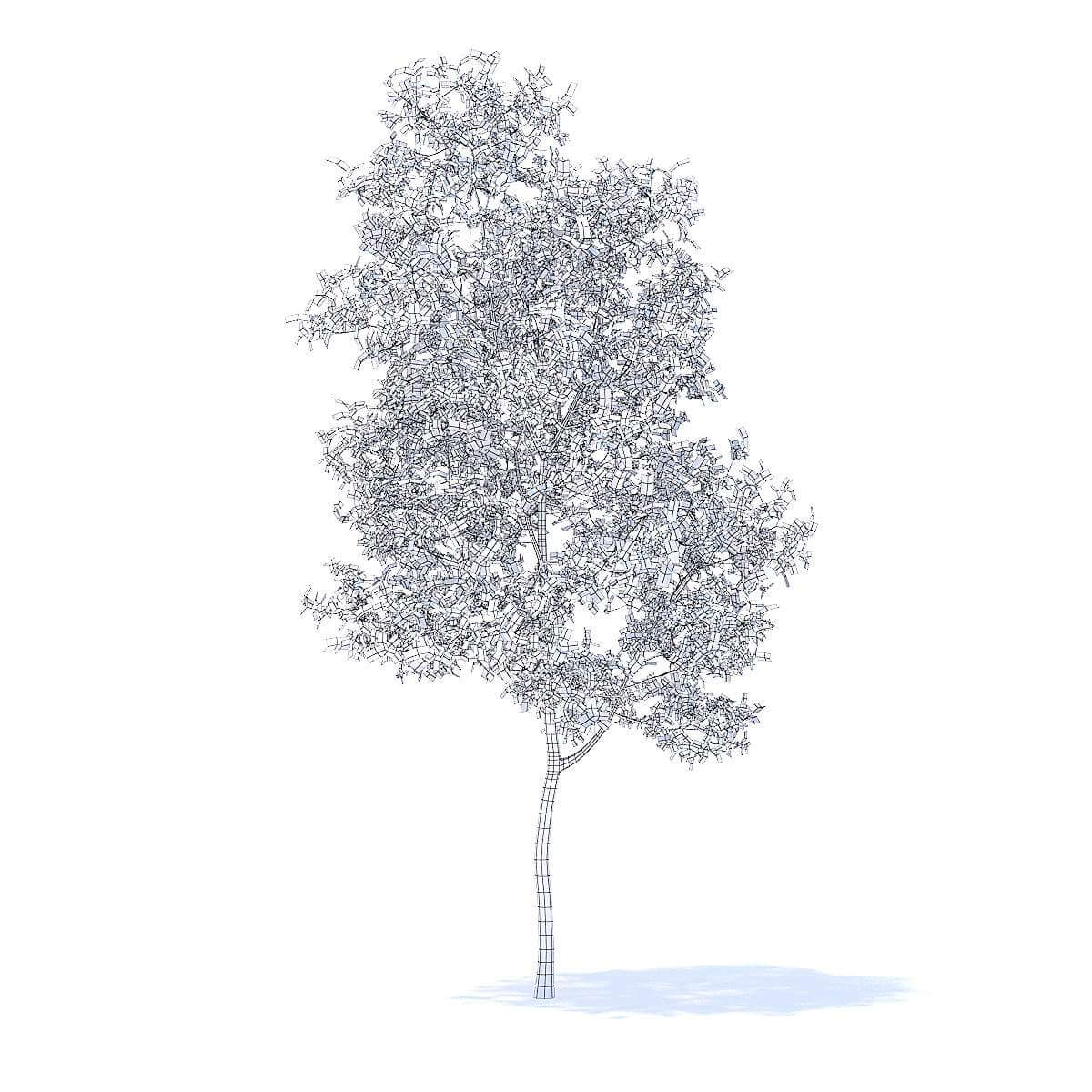 Apple Tree with Flowers 3.8m - 3D Model by cgaxis