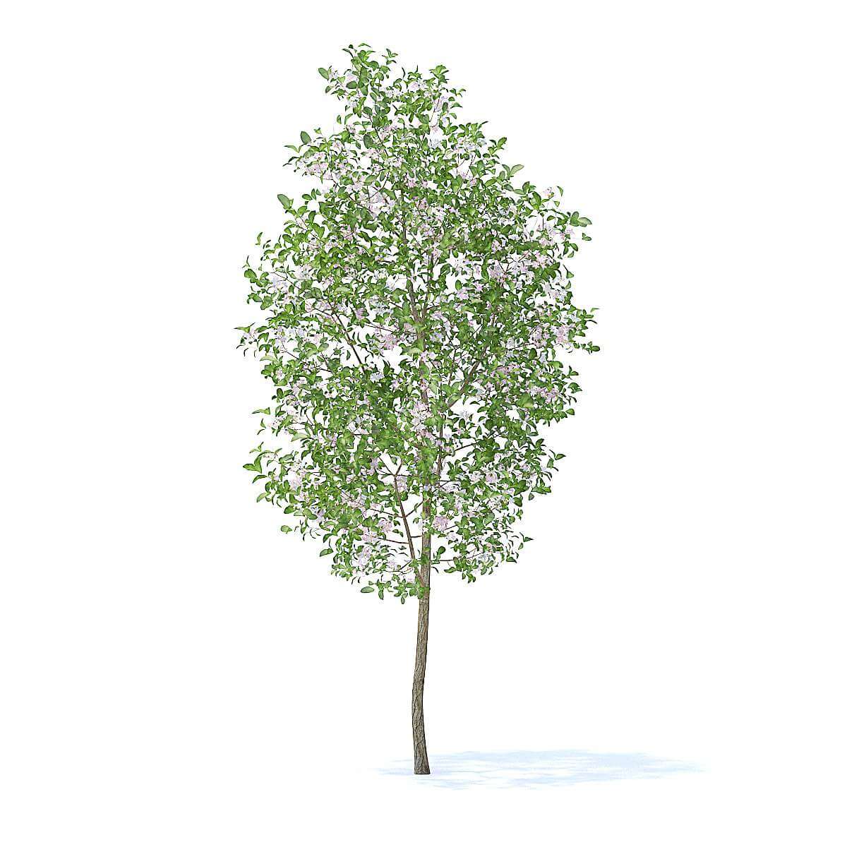 Apple Tree with Flowers 3.8m - 3D Model by cgaxis