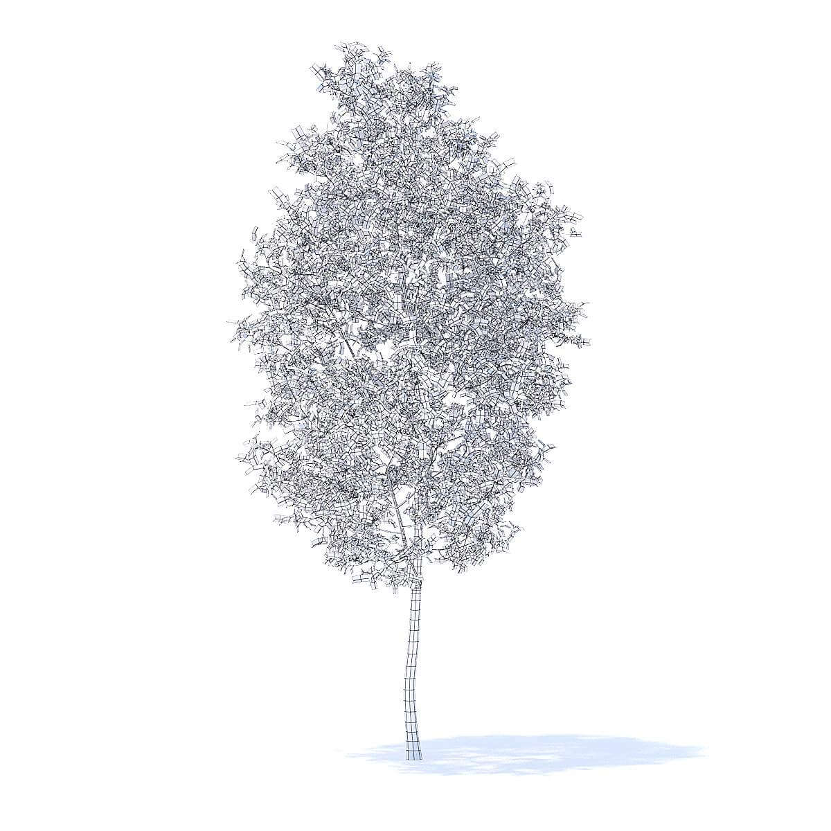 Apple Tree with Flowers 3.8m - 3D Model by cgaxis