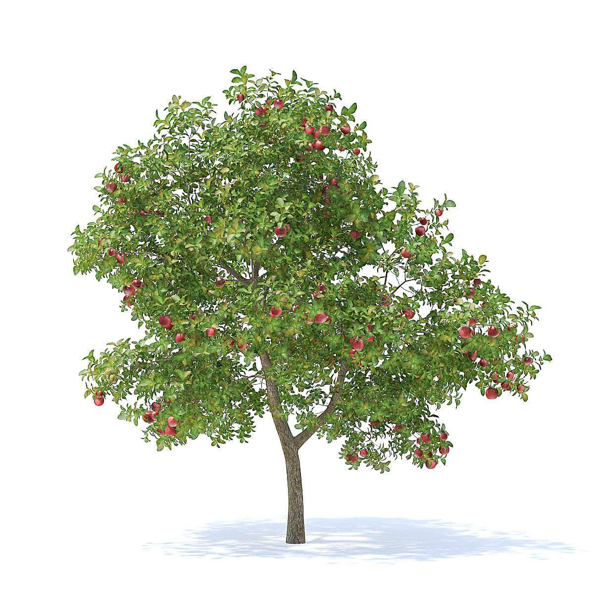Apple Tree with Fruits 3.7m - 3D Model by cgaxis