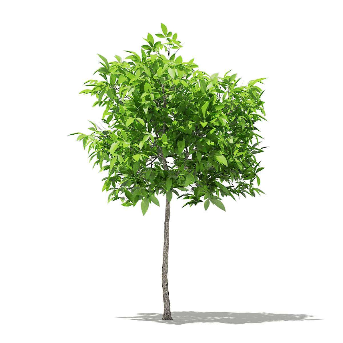 Avocado Tree 1.5m - 3D Model by cgaxis