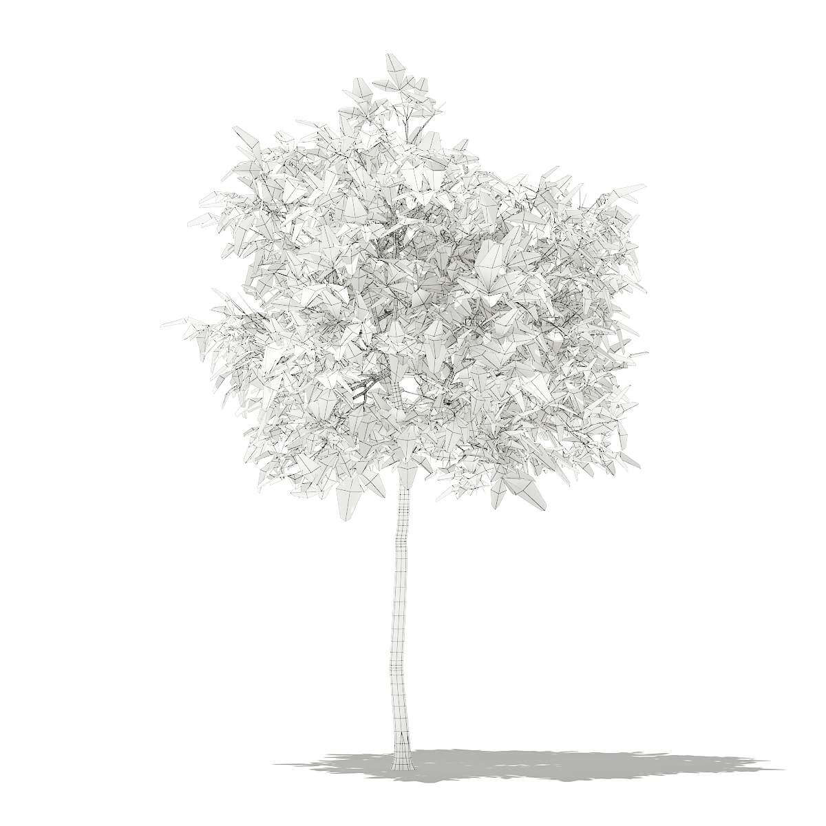 Avocado Tree 1.5m - 3D Model by cgaxis