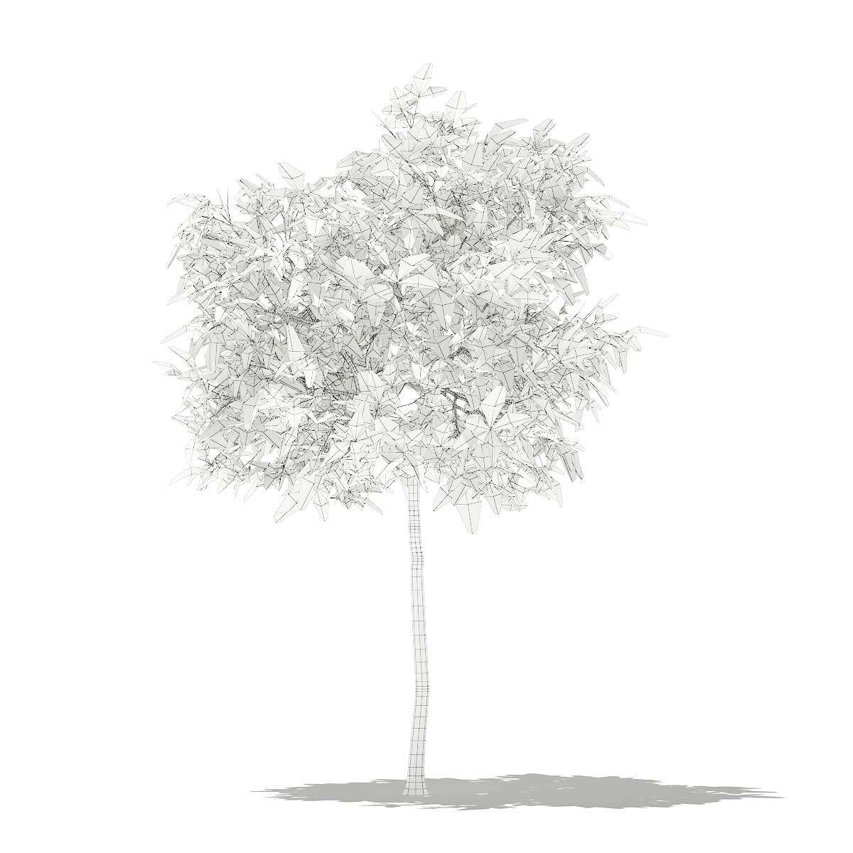 Avocado Tree 1.5m - 3D Model by cgaxis