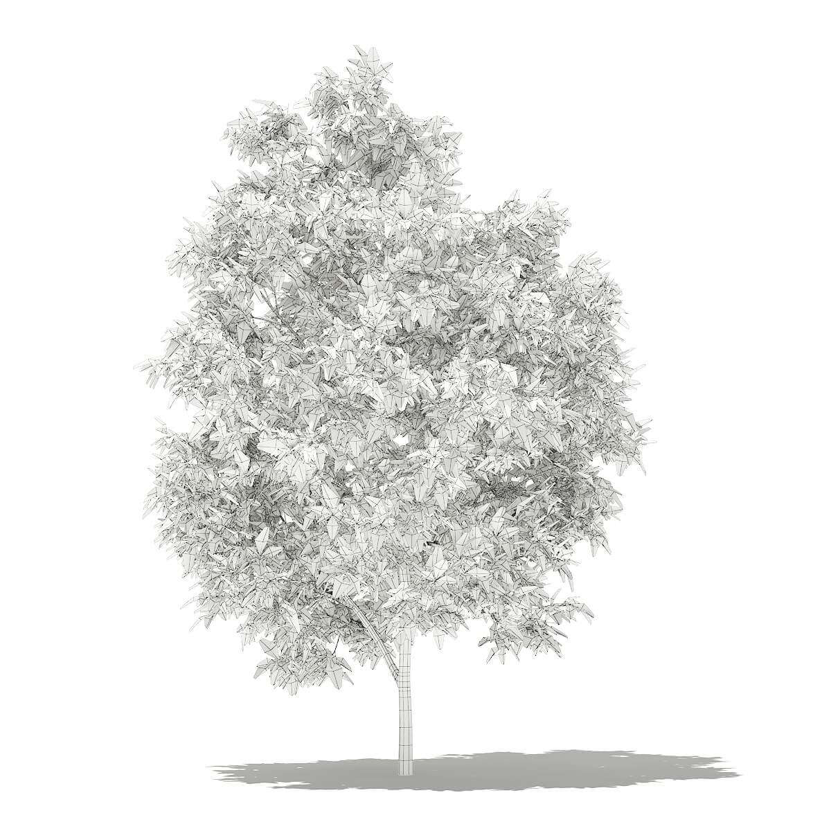 Avocado Tree 2.9m - 3D Model by cgaxis