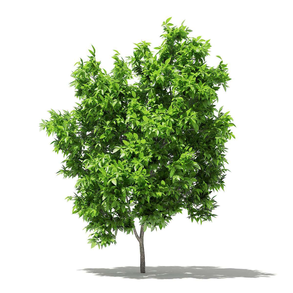 Avocado Tree 2.9m - 3D Model by cgaxis