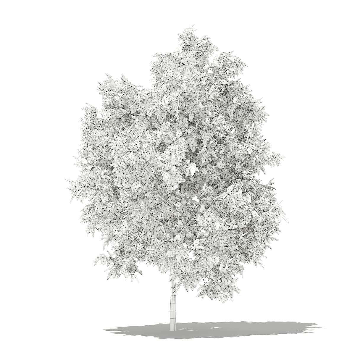 Avocado Tree 2.9m - 3D Model by cgaxis