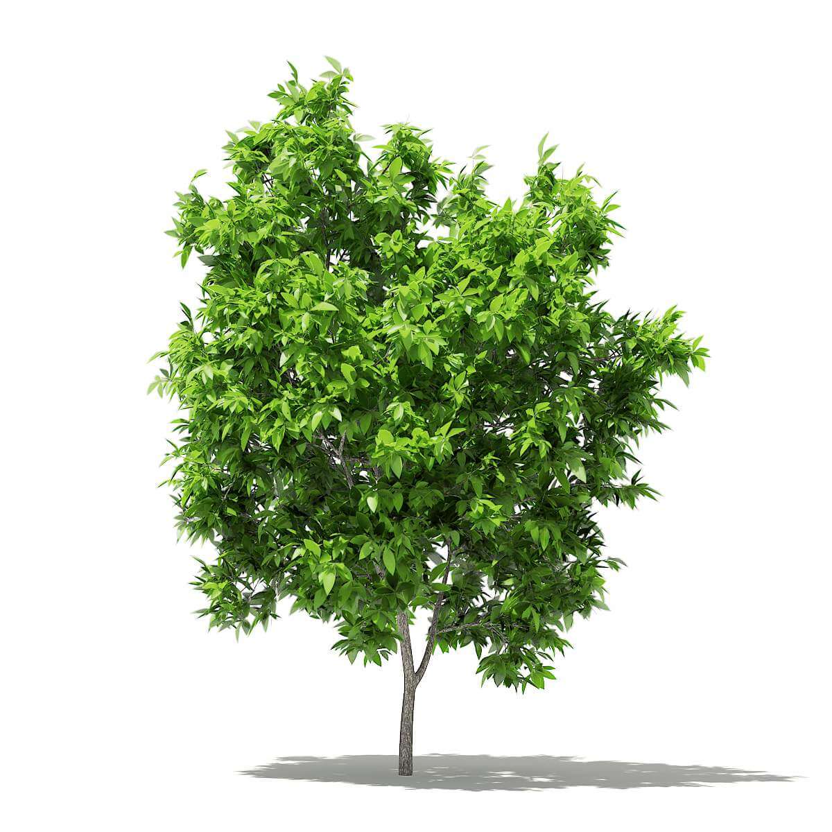 Avocado Tree 2.9m - 3D Model by cgaxis