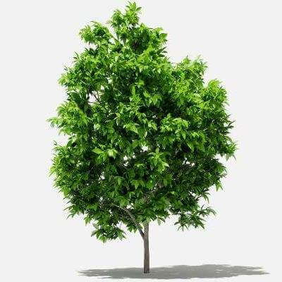 Avocado Tree 2.9m - 3D Model by cgaxis