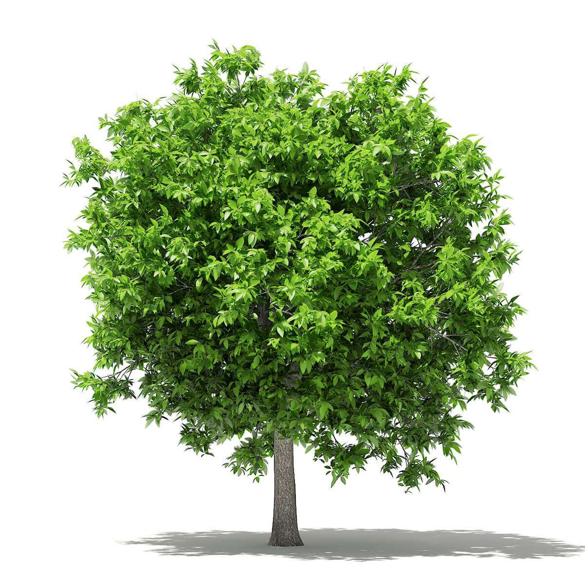 Avocado Tree 3.8m - 3D Model by cgaxis