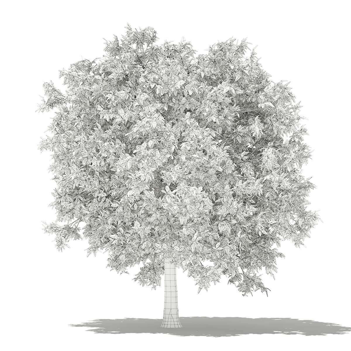 Avocado Tree 3.8m - 3D Model by cgaxis