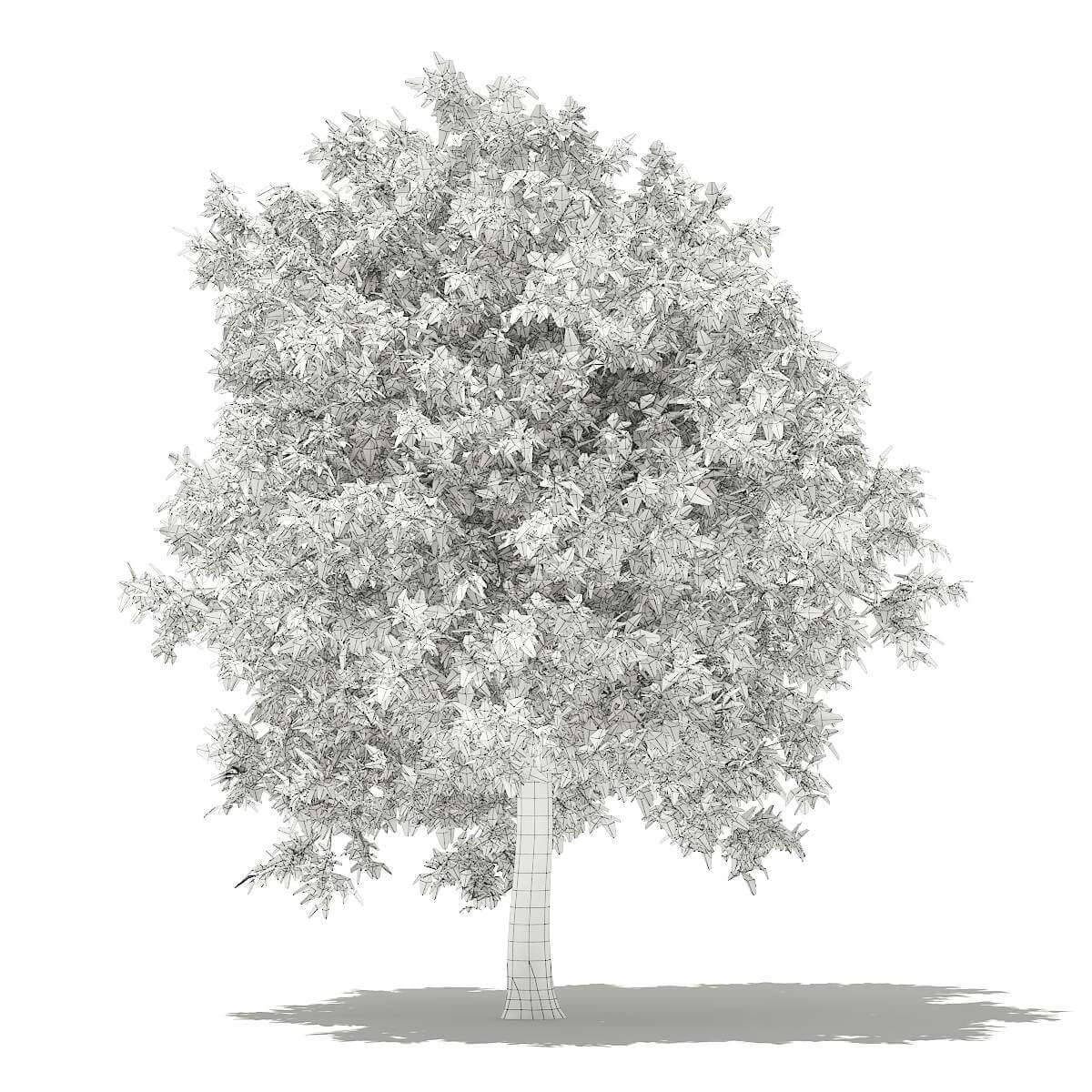 Avocado Tree 3.8m - 3D Model by cgaxis