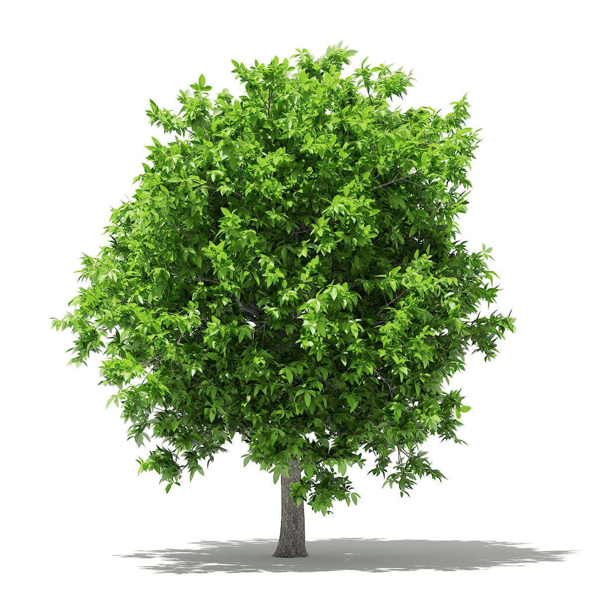 Avocado Tree 3.8m - 3D Model by cgaxis