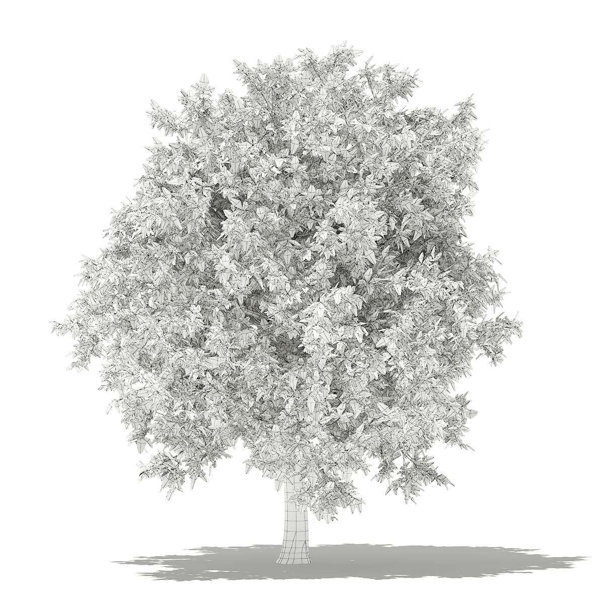 Avocado Tree 3.8m - 3D Model by cgaxis